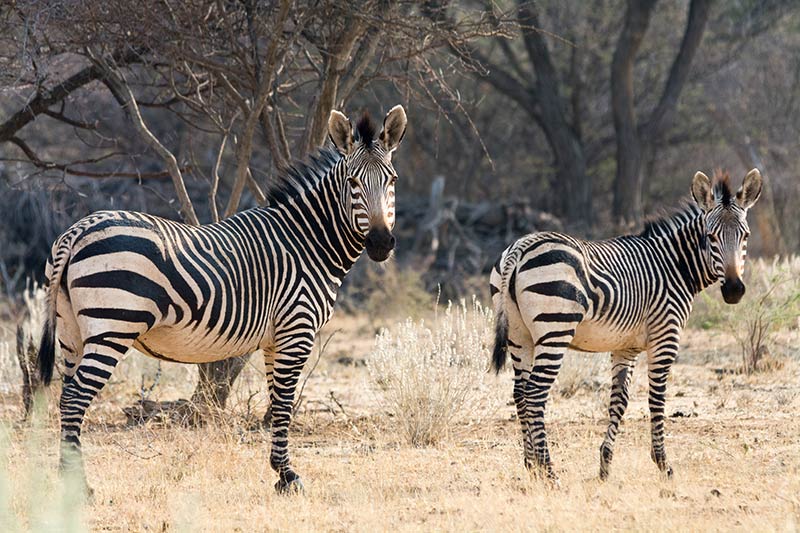 Das Zebra | rzh - Rechenzentrum Hartmann